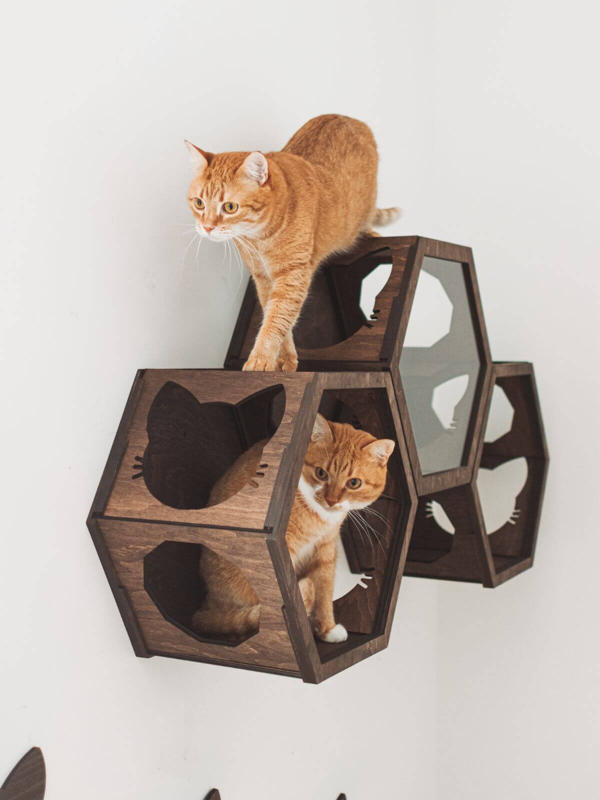 Wall Mount Cat Shelves Black CatsMode